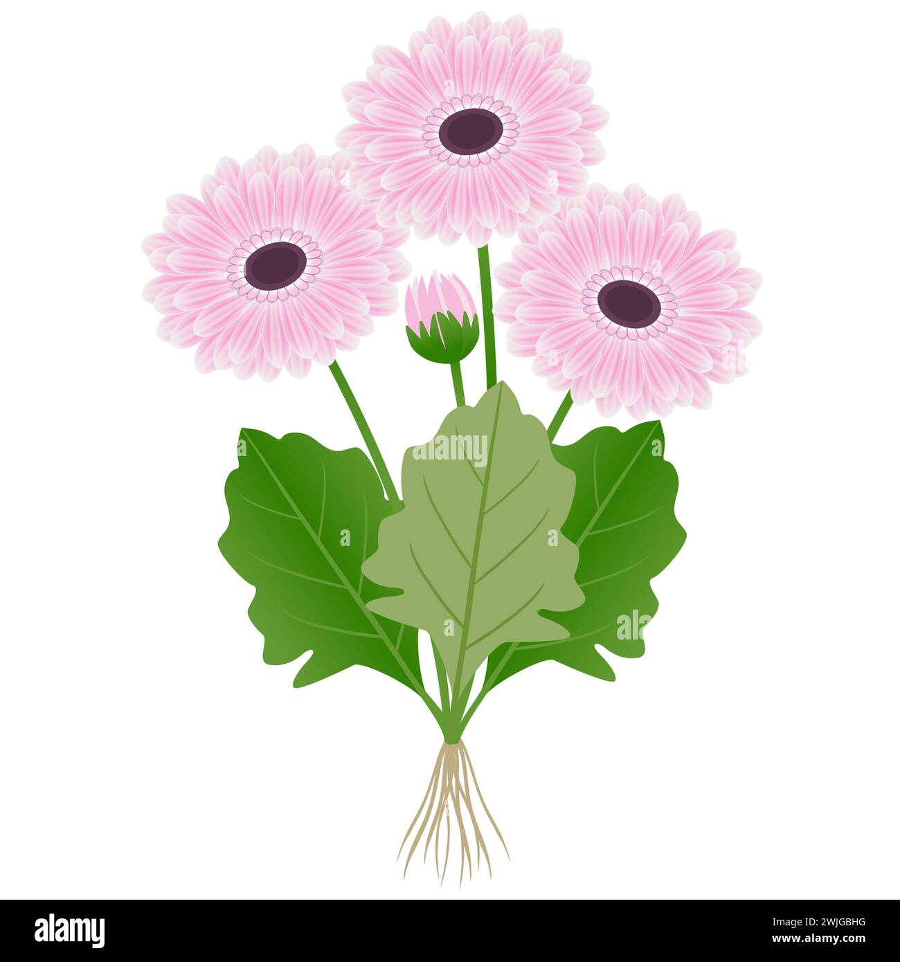 Gerbera plant with flowers and roots on a white background Stock Vector ...