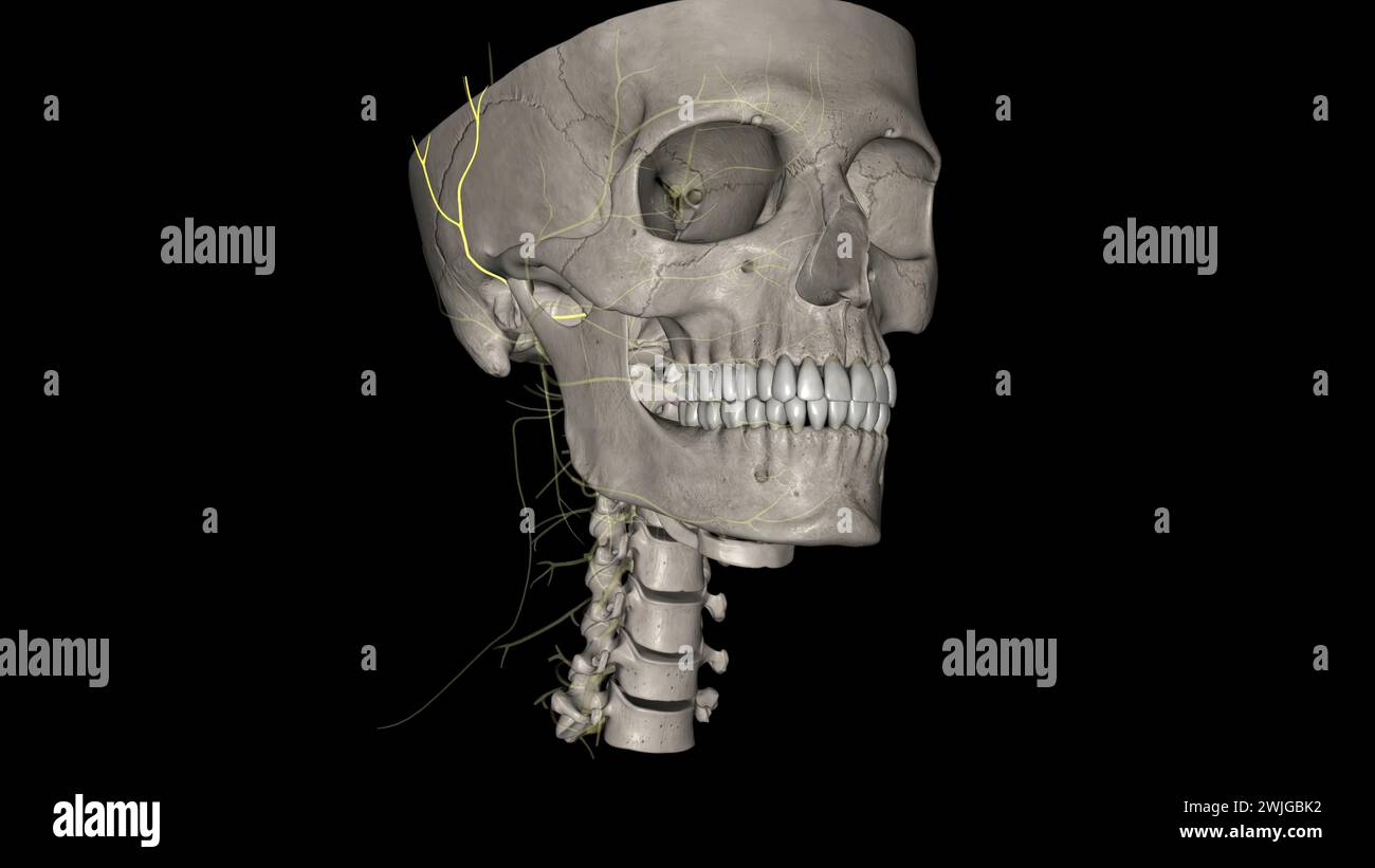 Trigeminal nerve division hi-res stock photography and images - Alamy