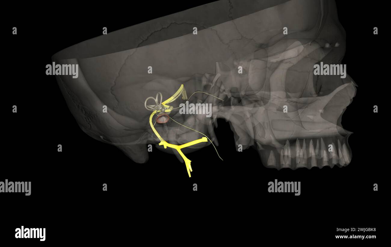 The facial nerve is the seventh cranial nerve 3d illustration Stock ...