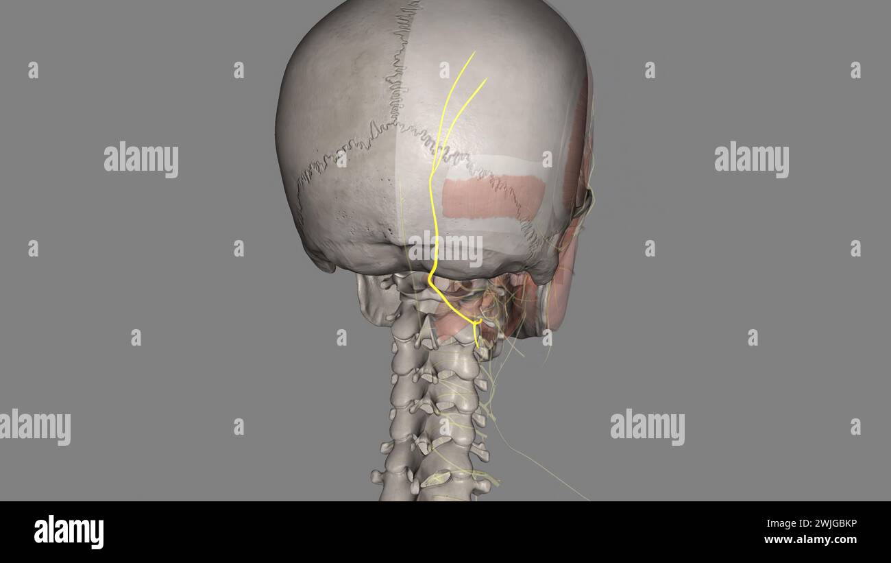 Occipital nerve hi-res stock photography and images - Alamy