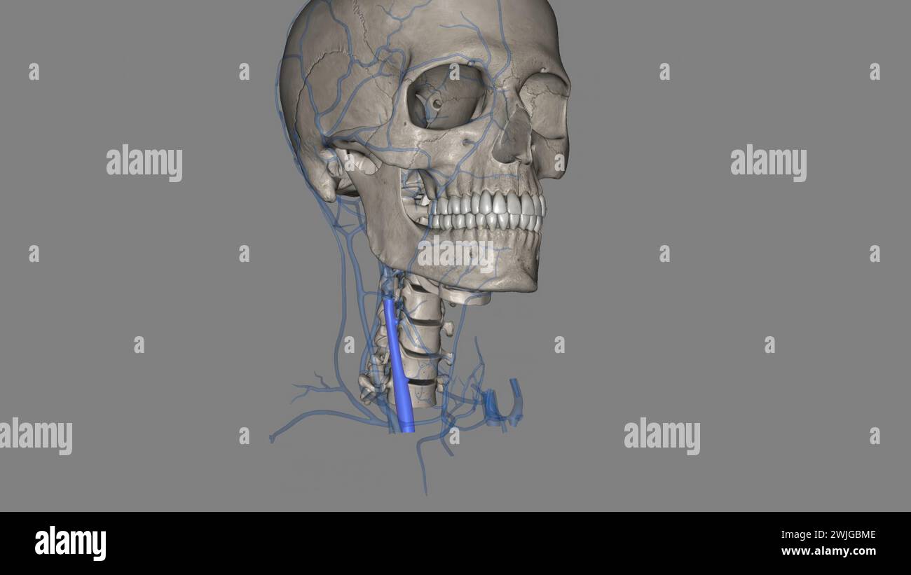 Useful Notes On The Internal Jugular Vein Of Human Neck Carotid Anatomy