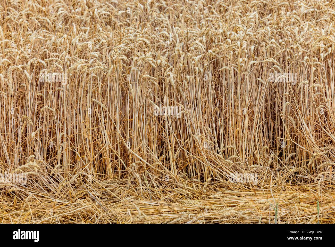 Wheat ripe for harvest to the horizon in an agricultural field, Germany ...