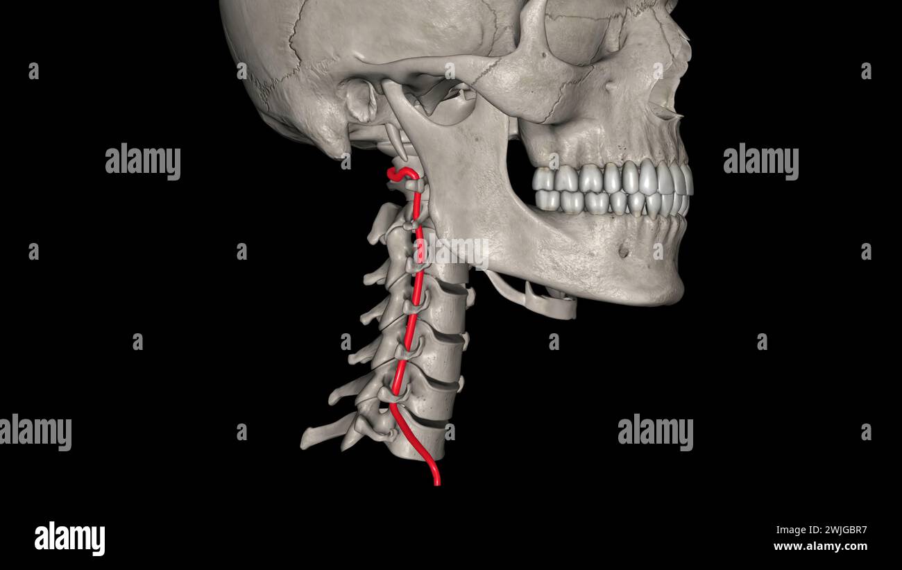 Spinal column aorta hi-res stock photography and images - Alamy