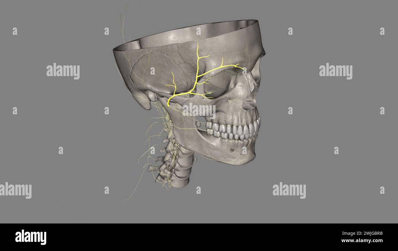 The location of the temporal branch of the facial nerve is clinically ...