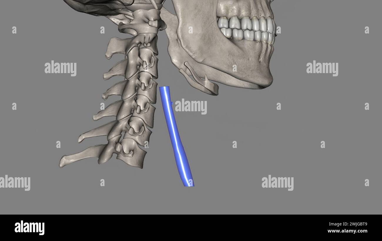 Vascular structure of face hi-res stock photography and images - Alamy