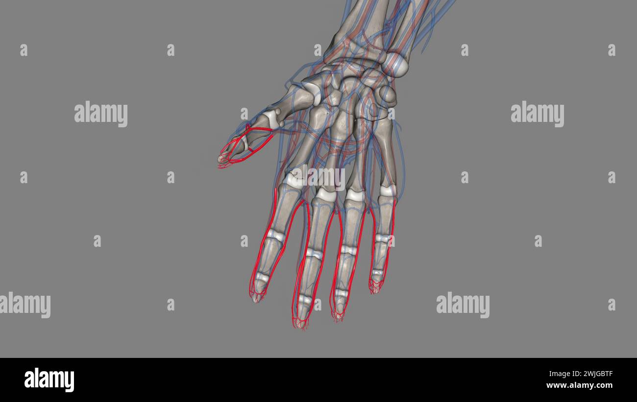 Palmar digital arteries hi-res stock photography and images - Alamy