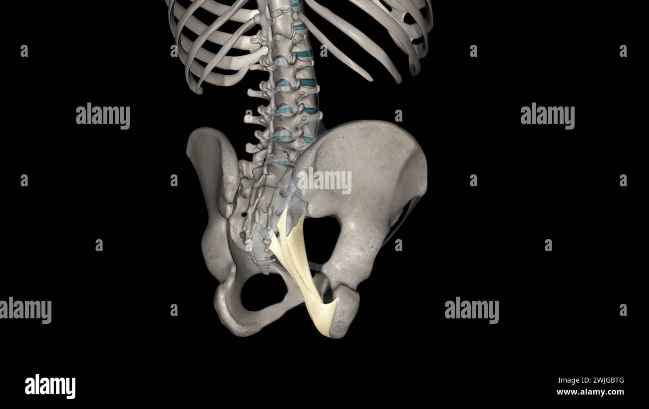 Sacrotuberous ligament hi-res stock photography and images - Alamy