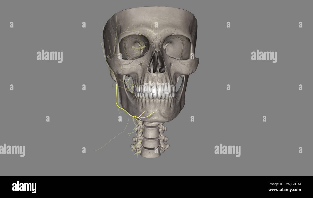 Marginal mandibular branch of the facial nerve hi-res stock photography ...