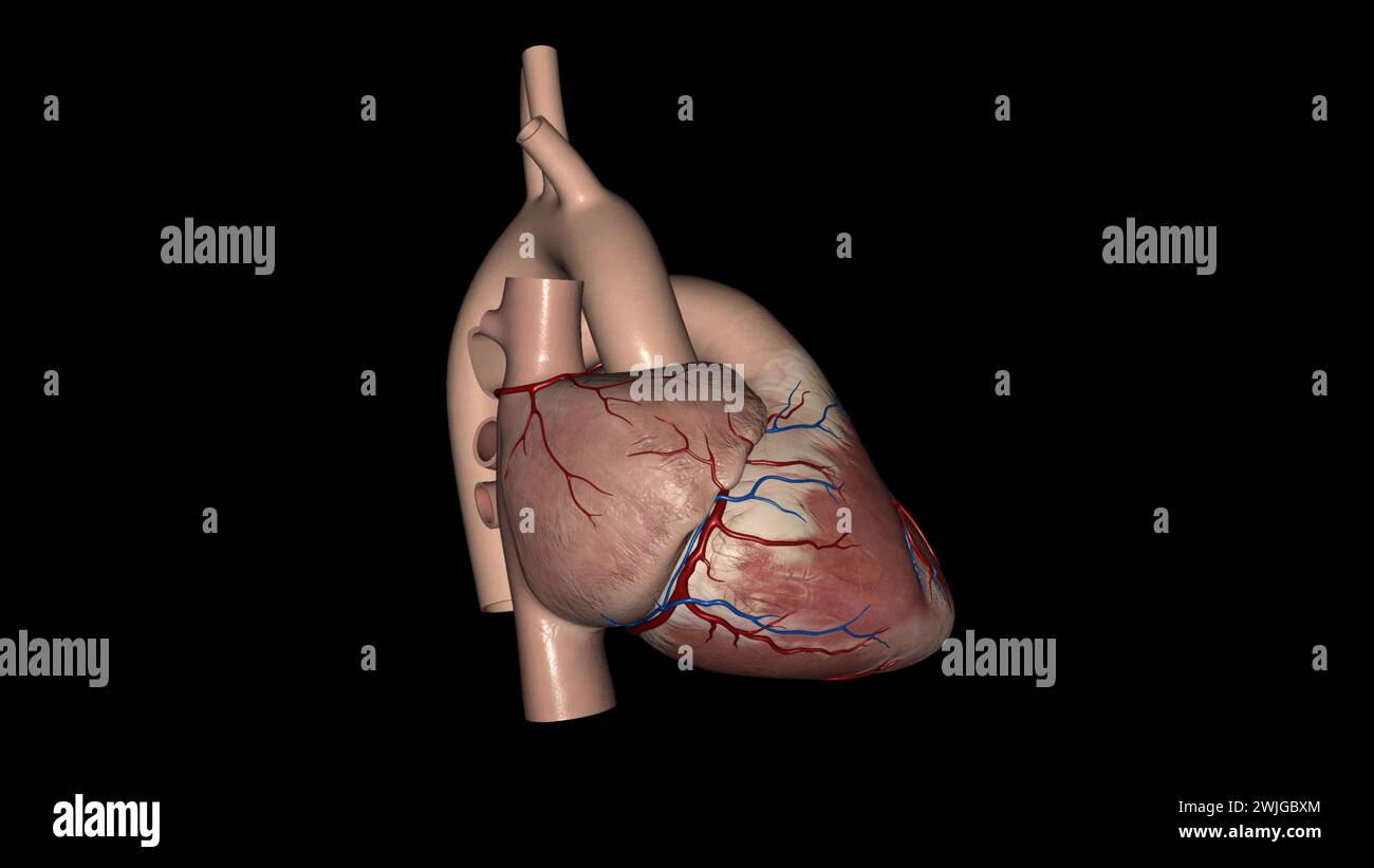 Sternocostal surface hi-res stock photography and images - Alamy