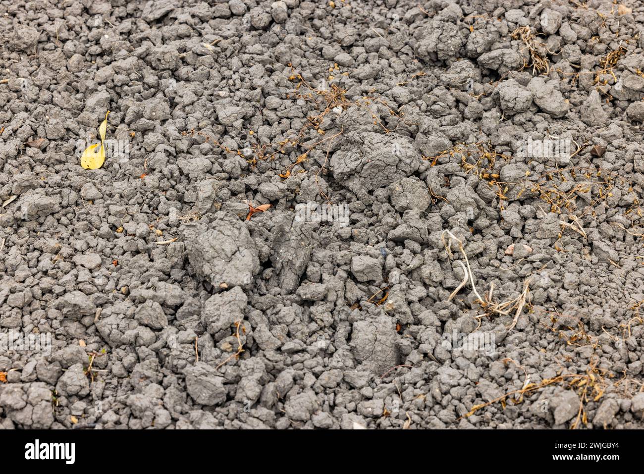 Infertile dry chunks of soil due to drought and heat in summer, Germany ...