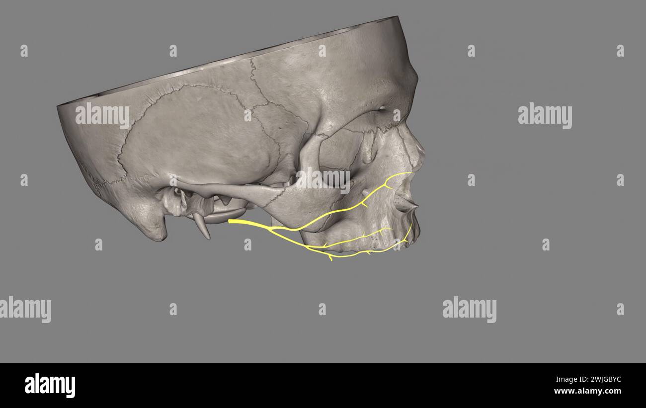 Zygomatic facial nerve hi-res stock photography and images - Alamy