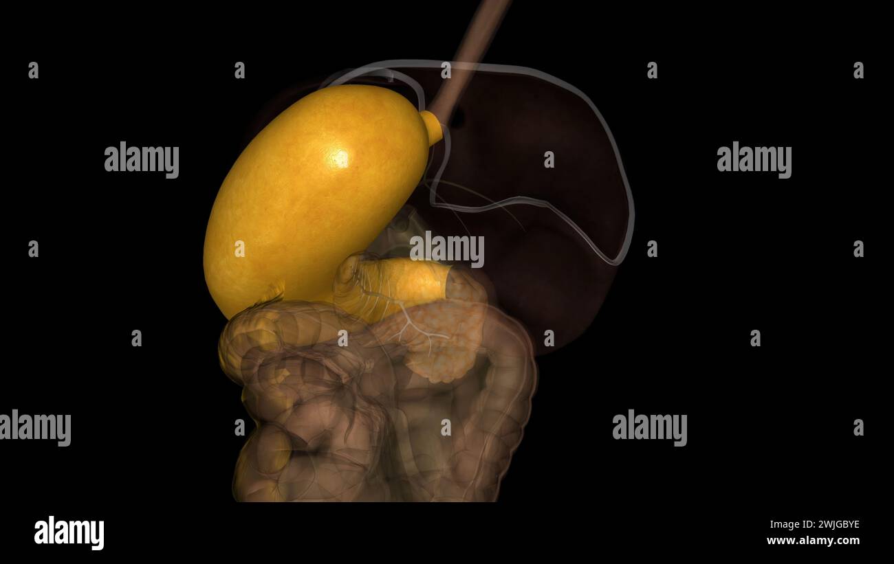 The stomach is a primary digestive organ and an important step in the ...