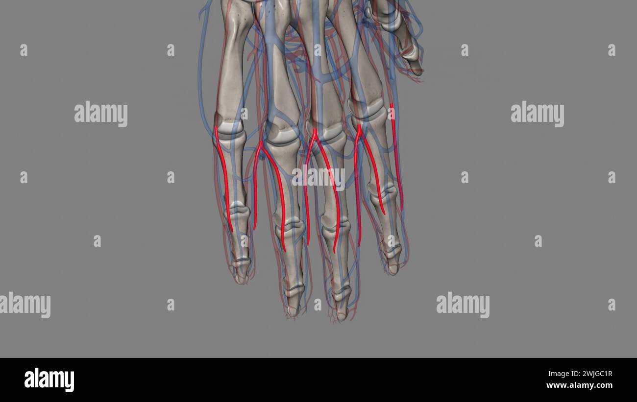 Common palmar digital arteries hi-res stock photography and images - Alamy