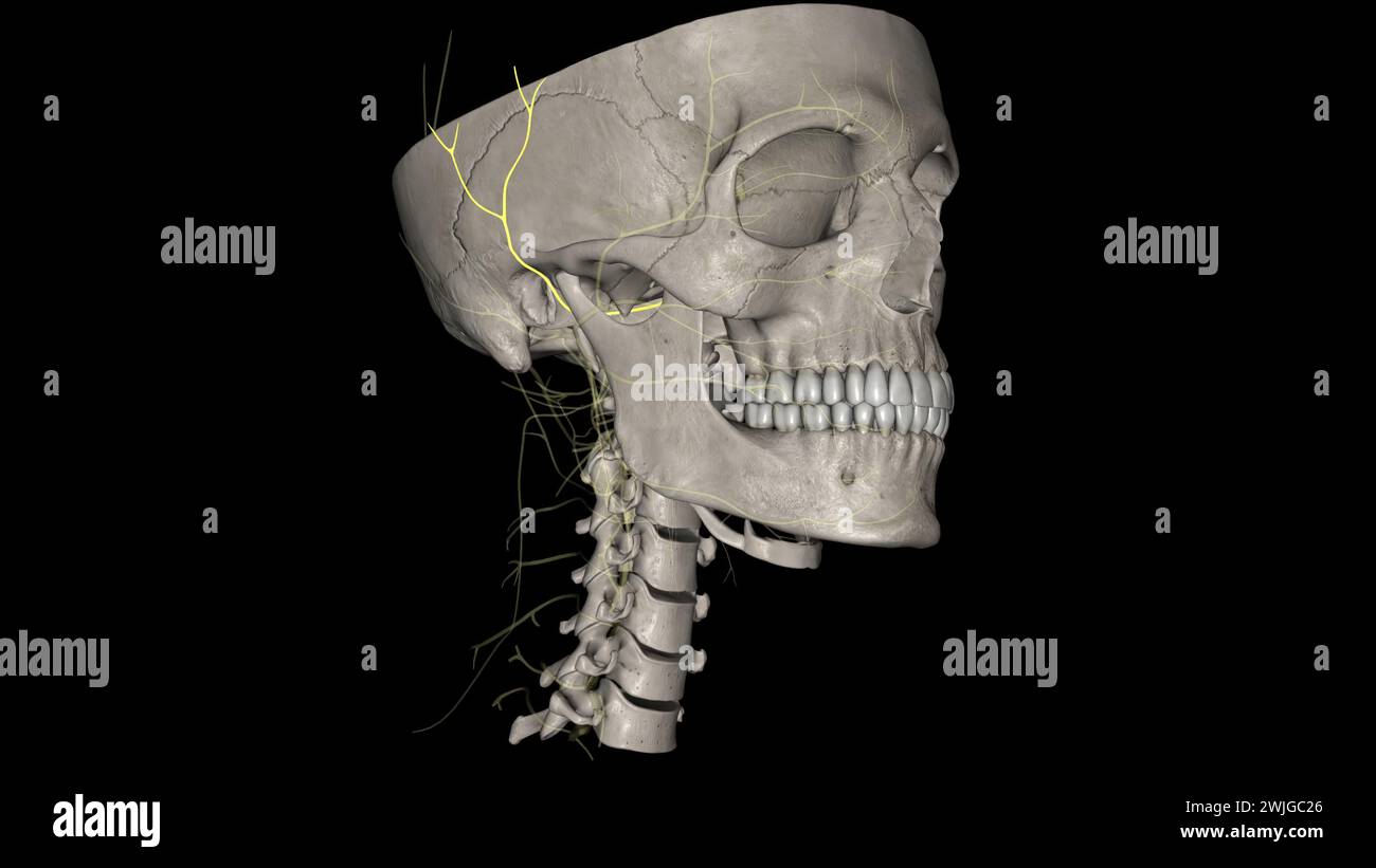 Trigeminal nerve division hi-res stock photography and images - Alamy