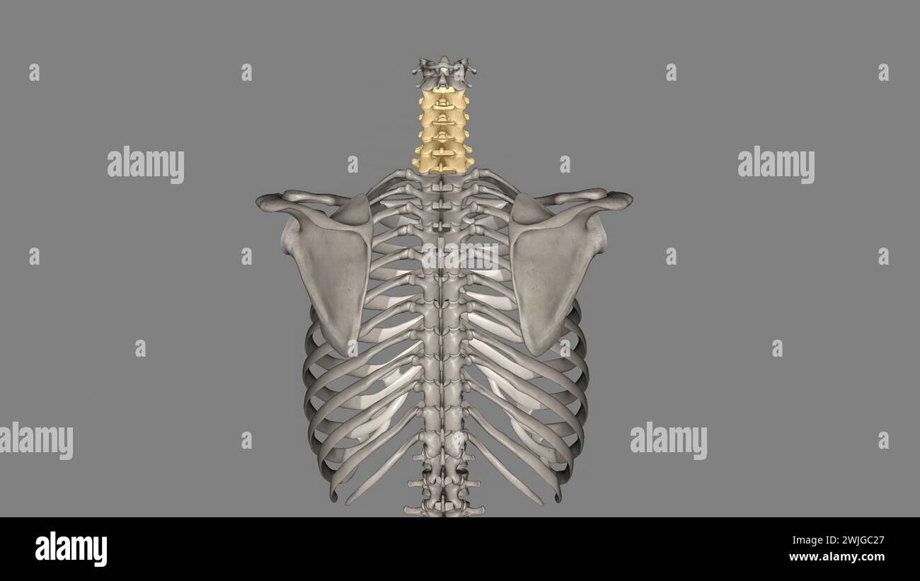 Cervical vertebrae c7 hi-res stock photography and images - Alamy