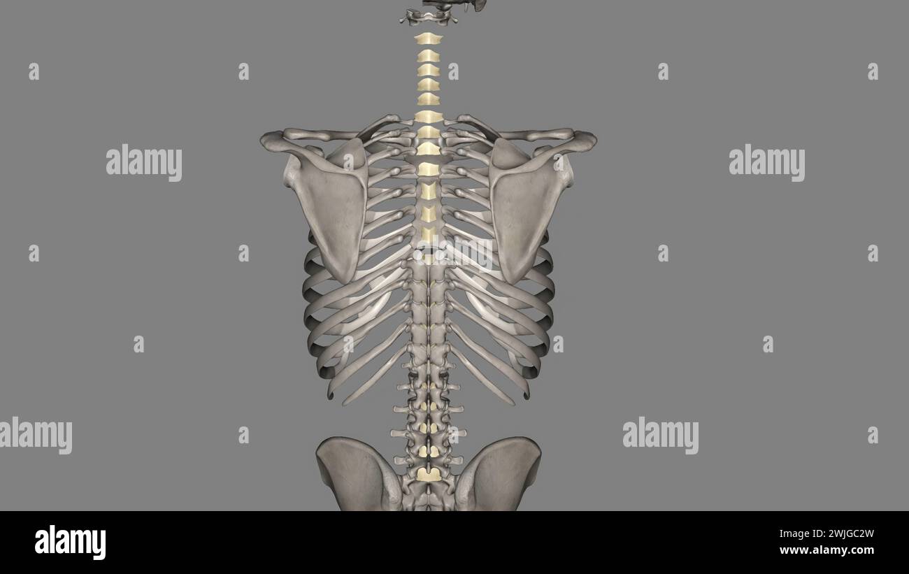 The ligamenta flava are a series of ligaments that connect the ventral ...