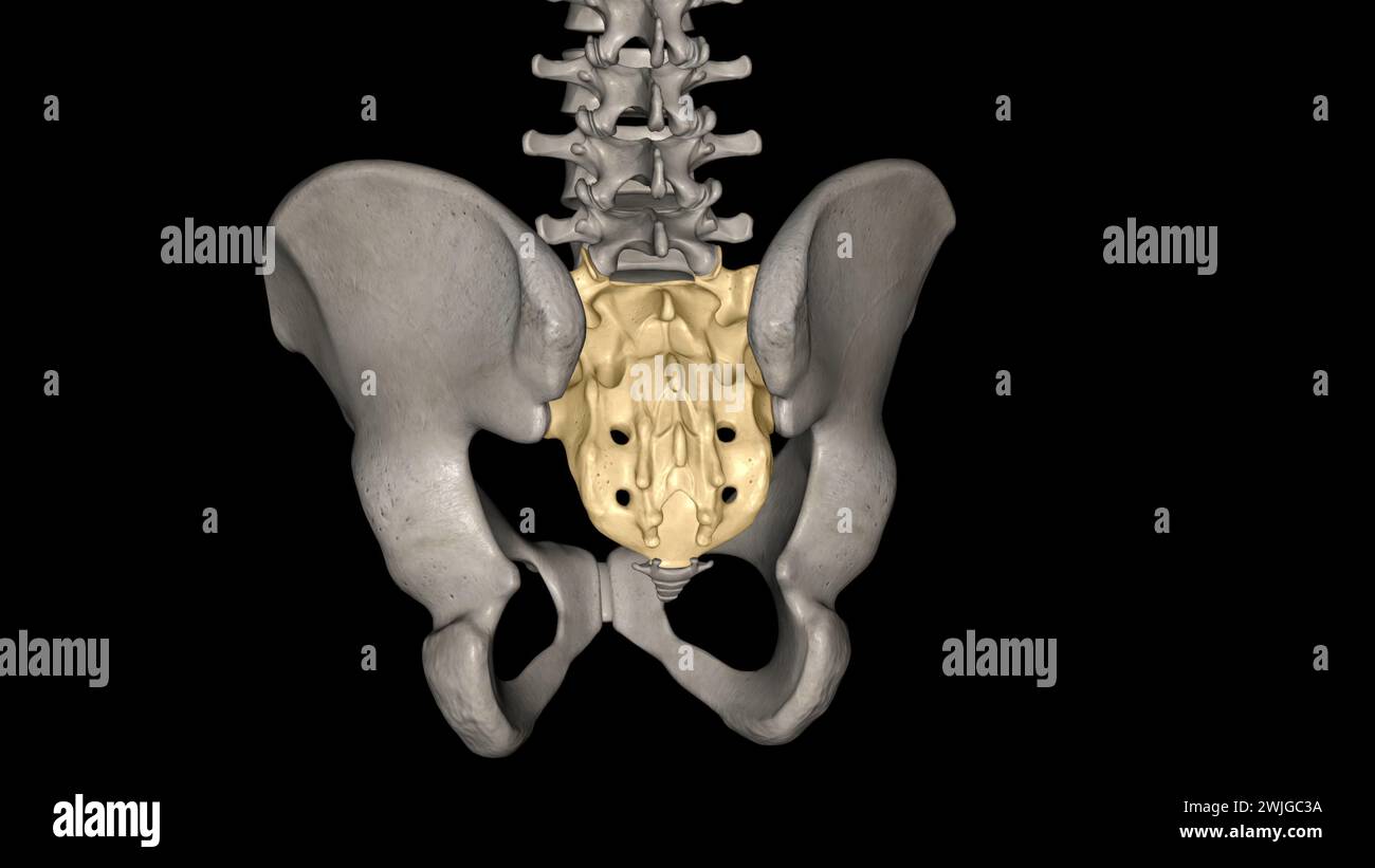 The sacrum is the triangular bone just below the lumbar vertebrae 3d ...