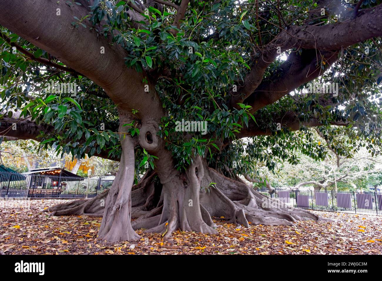 This is El “Gran Gomero,” a planted rubber tree (Ficus elastica) or ...