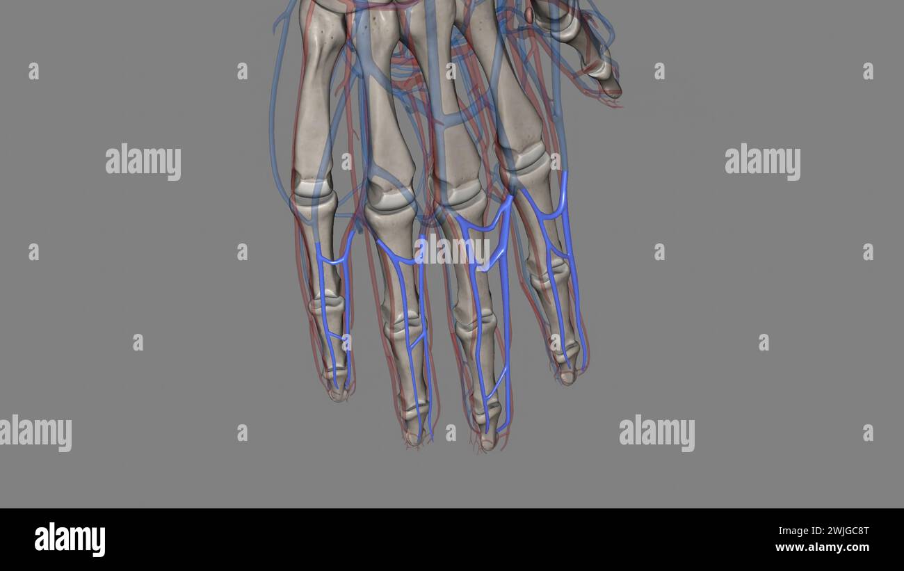Common palmar digital arteries hi-res stock photography and images - Alamy