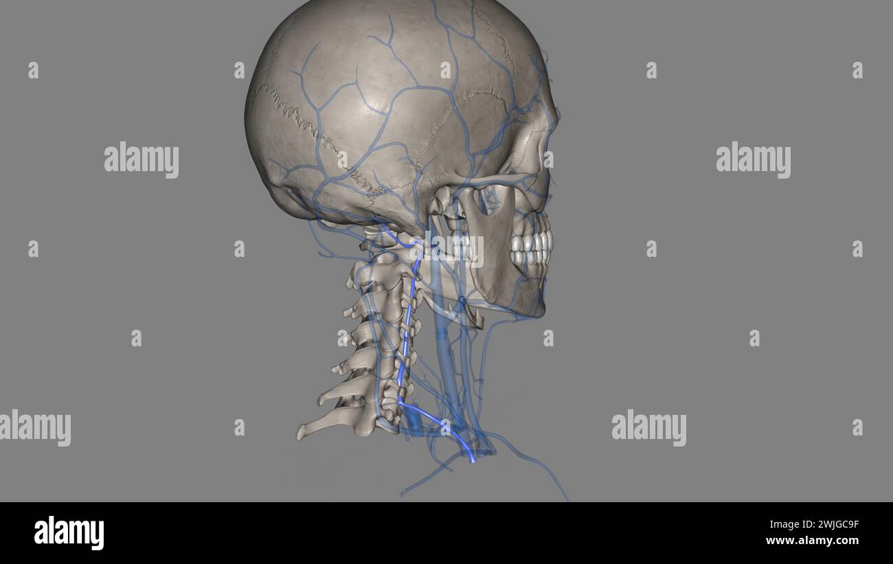 The vertebral vein arises from the external venous plexus at the level ...