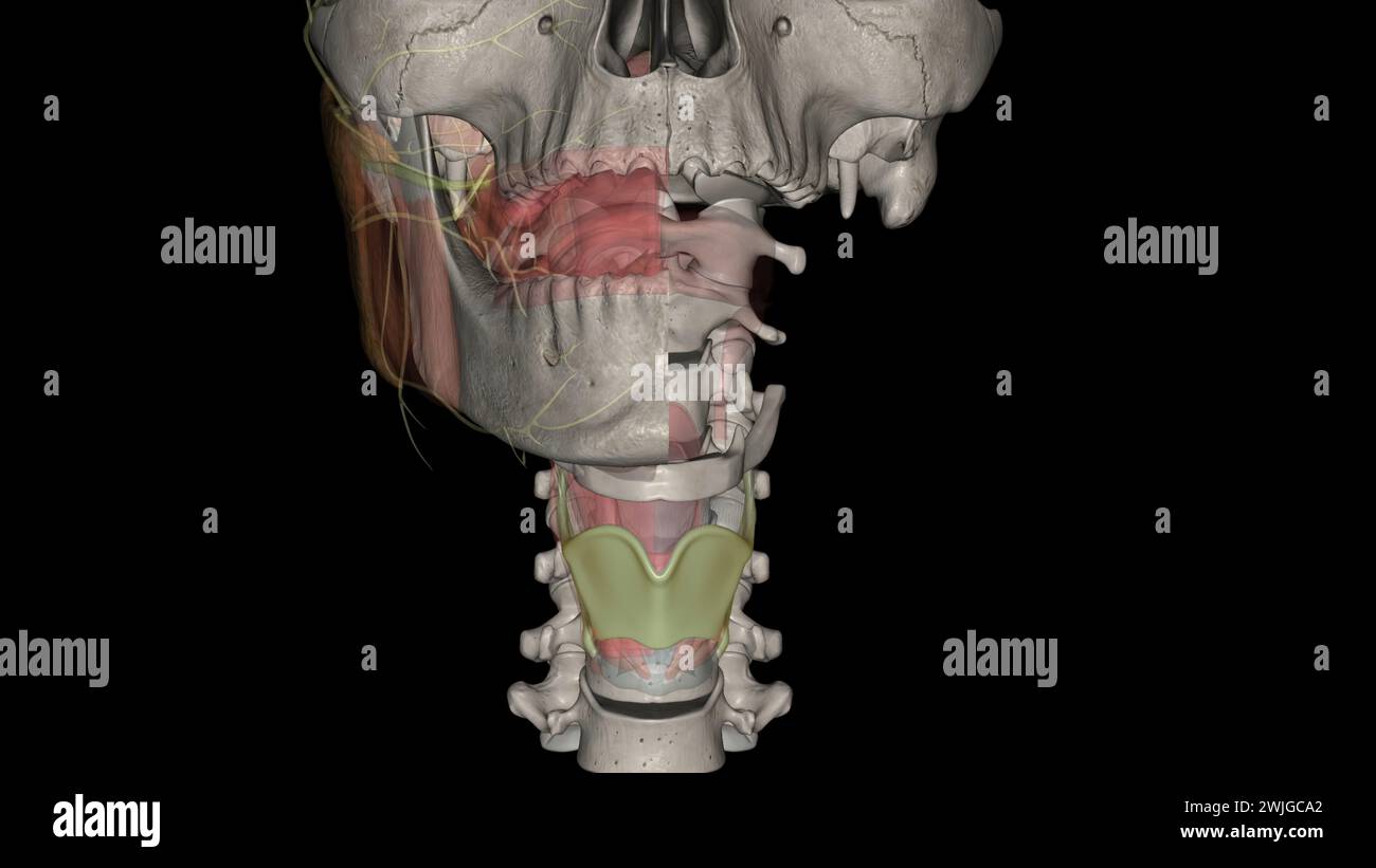 Thyrohyoid membrane hi-res stock photography and images - Alamy