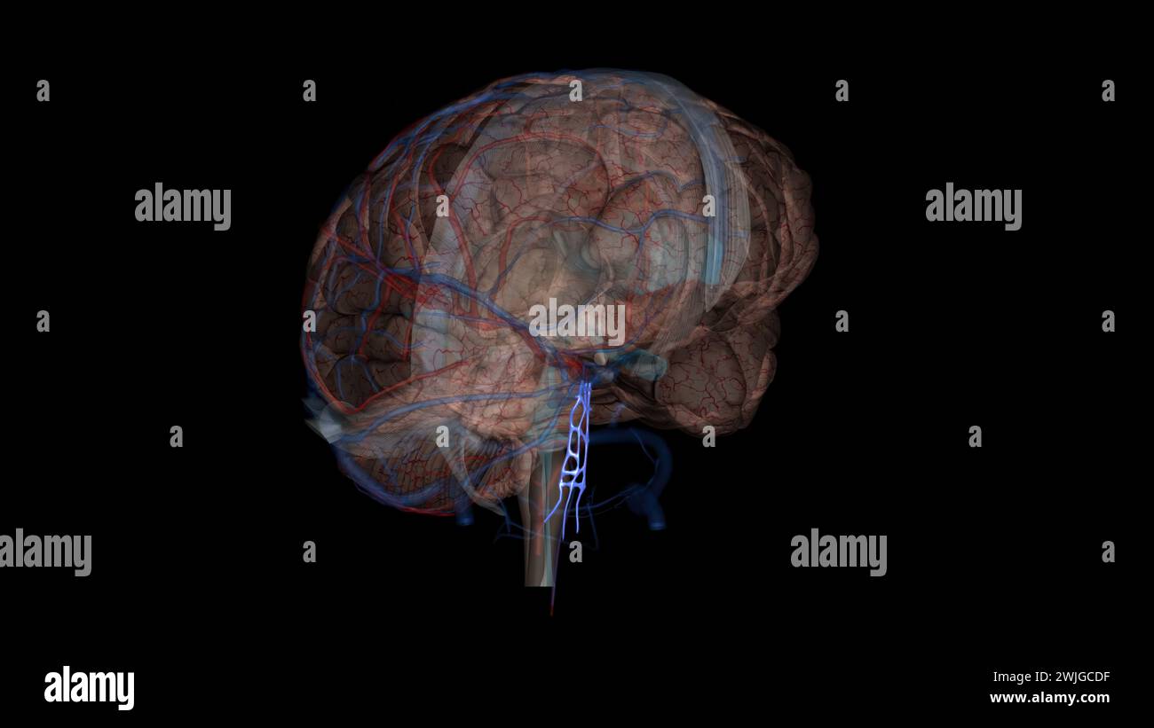 Capillary plexus hi-res stock photography and images - Alamy