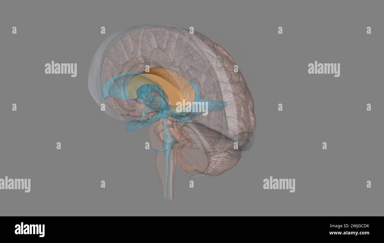 The corpus callosum is a large bundle of more than 200 million ...