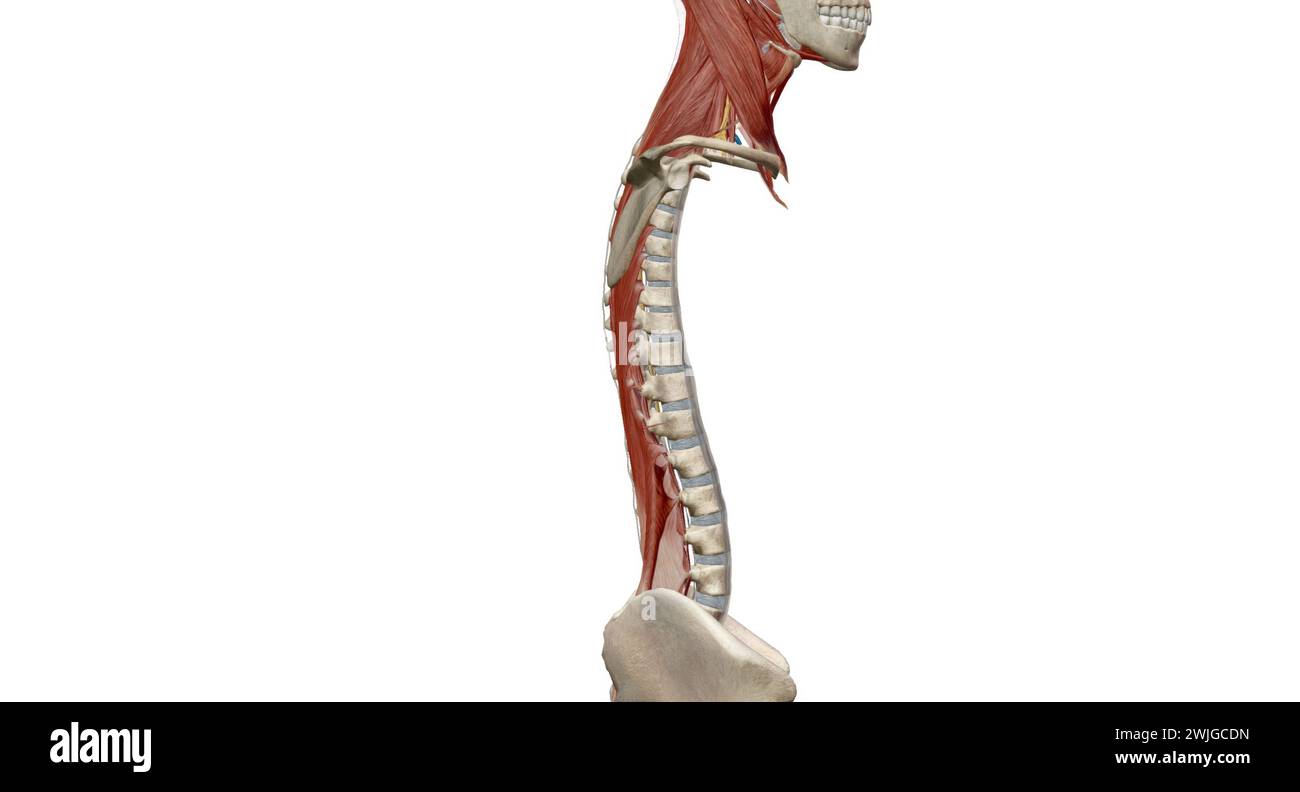 Cervical vertebrae c7 hi-res stock photography and images - Alamy