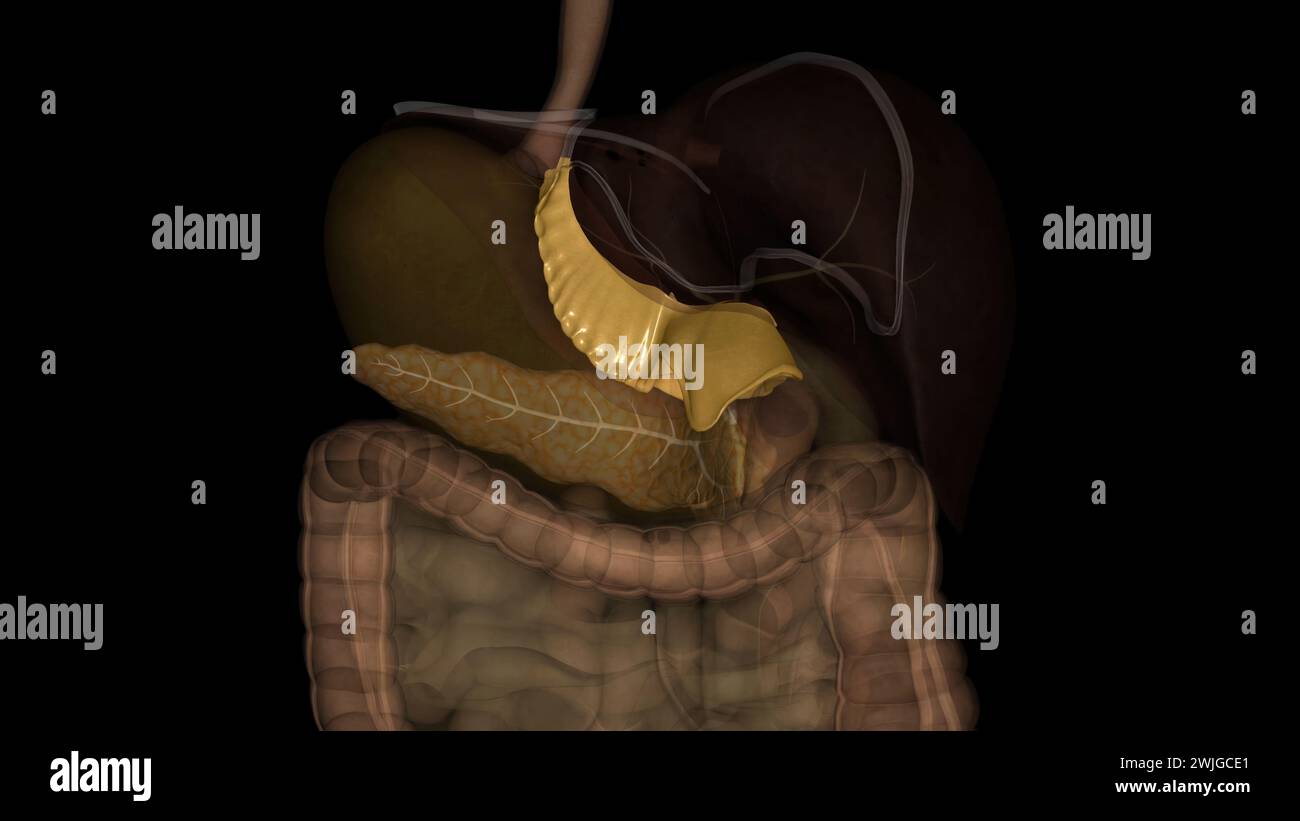 The lesser omentum is the double layer of peritoneum that extends from ...