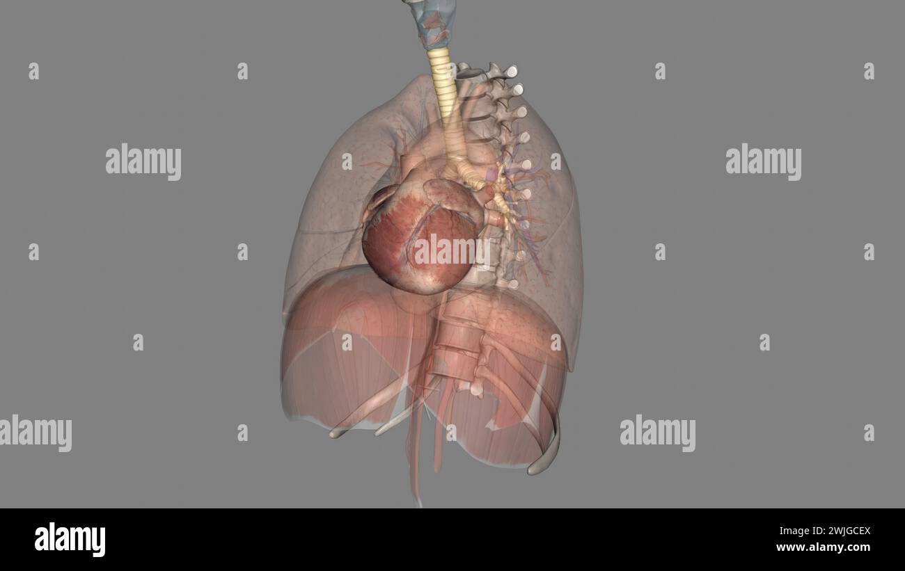 Trachea, in vertebrates and invertebrates, a tube or system of tubes ...