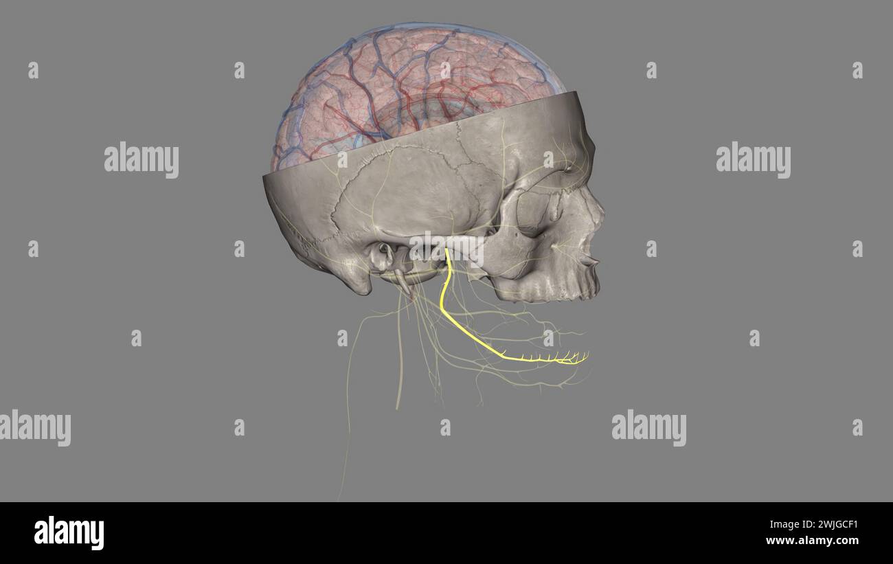 Receptor inferior hi-res stock photography and images - Alamy