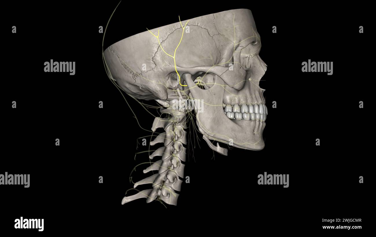 Trigeminal nerve division hi-res stock photography and images - Alamy
