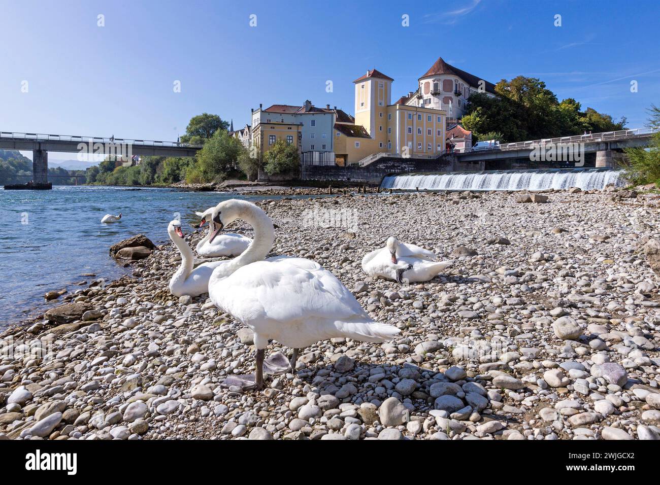 City Of Steyr, Swans At The Confluence Of The Enns And Steyr Rivers ...