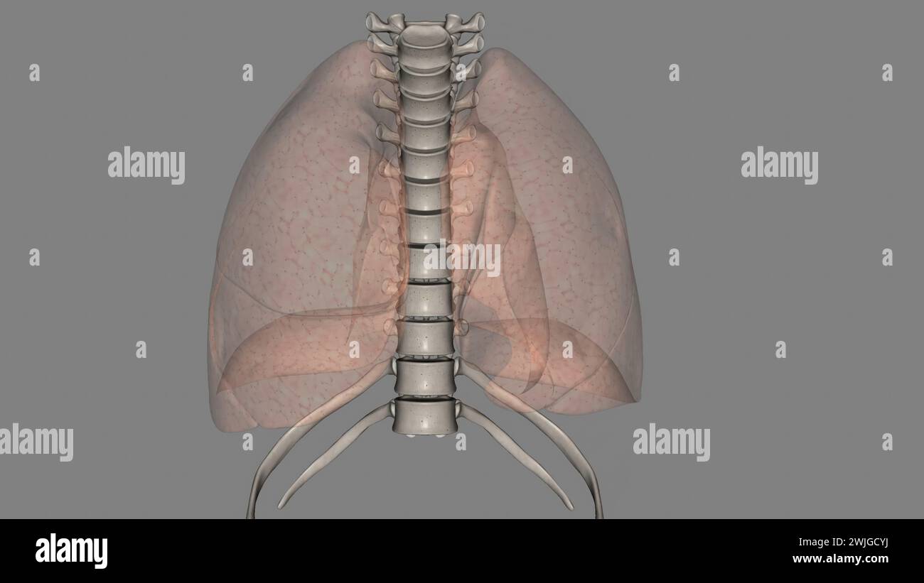Lungs respiration oxygen exchange hi-res stock photography and images ...