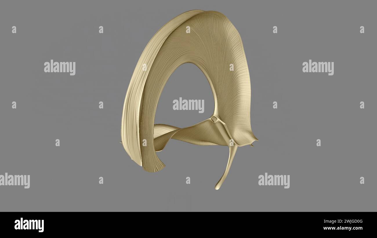 The falx cerebri and tentorium cerebelli are thin dural structures ...