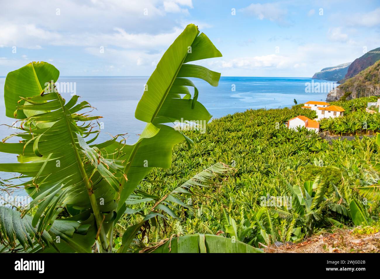 Traditional Madeiran houses in Funchal behind a banana plantation. Small farm on green hills ...
