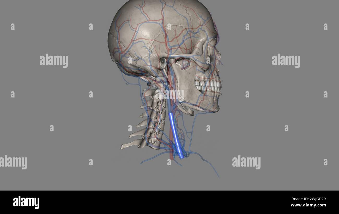 Vascular structure of face hi-res stock photography and images - Alamy
