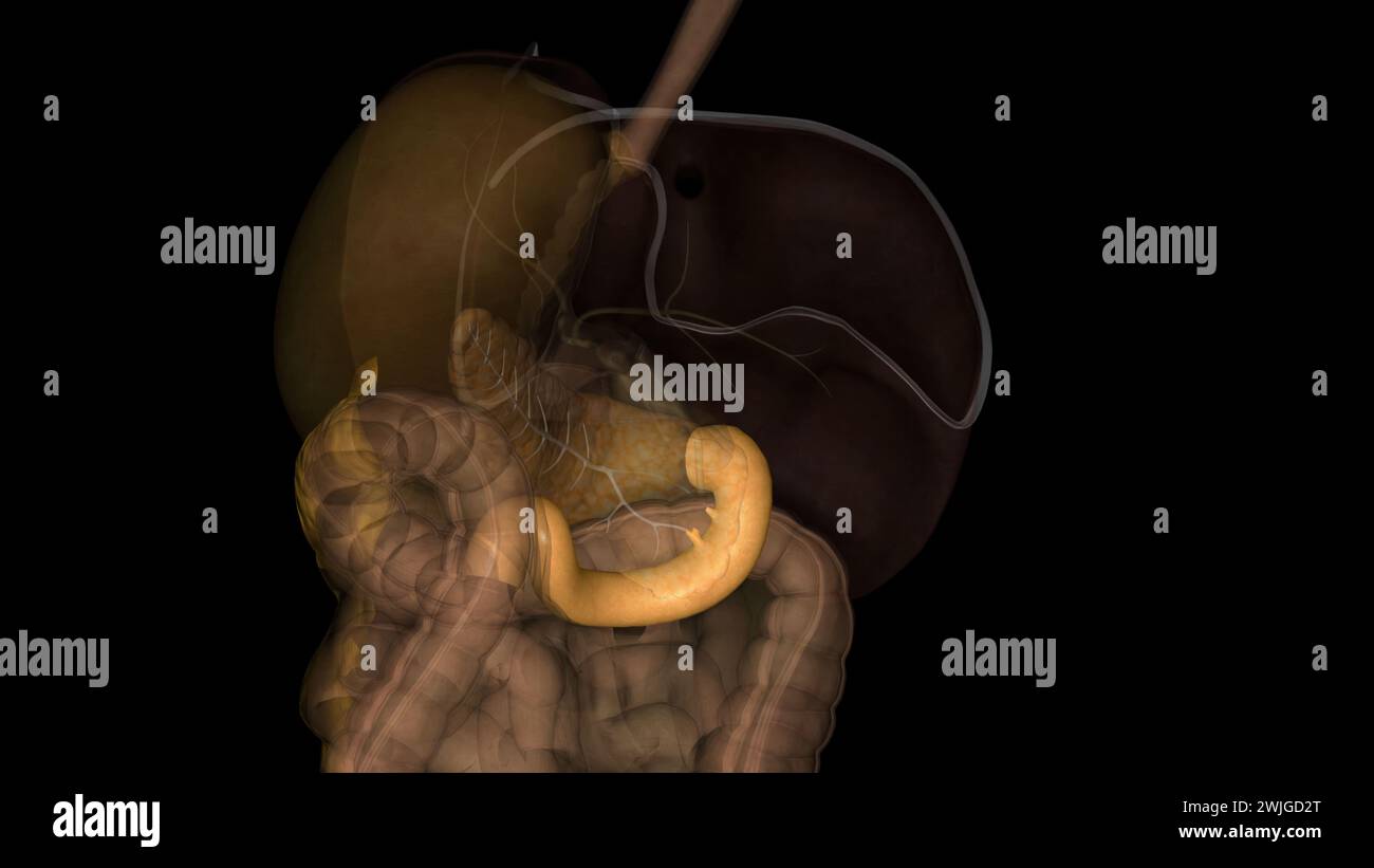 The duodenum is the initial C-shaped segment of the small intestine and ...