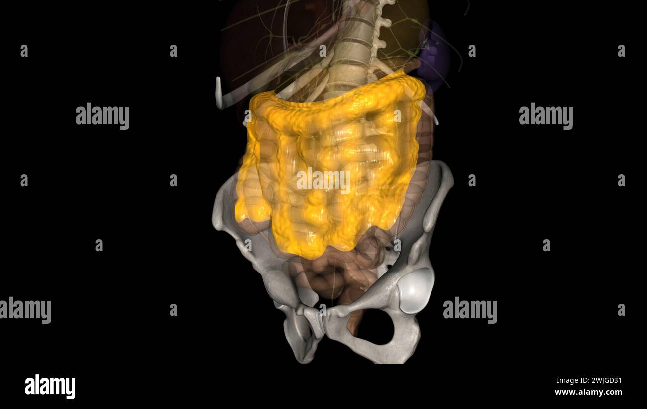 Healthy colon endoscopy hi-res stock photography and images - Alamy