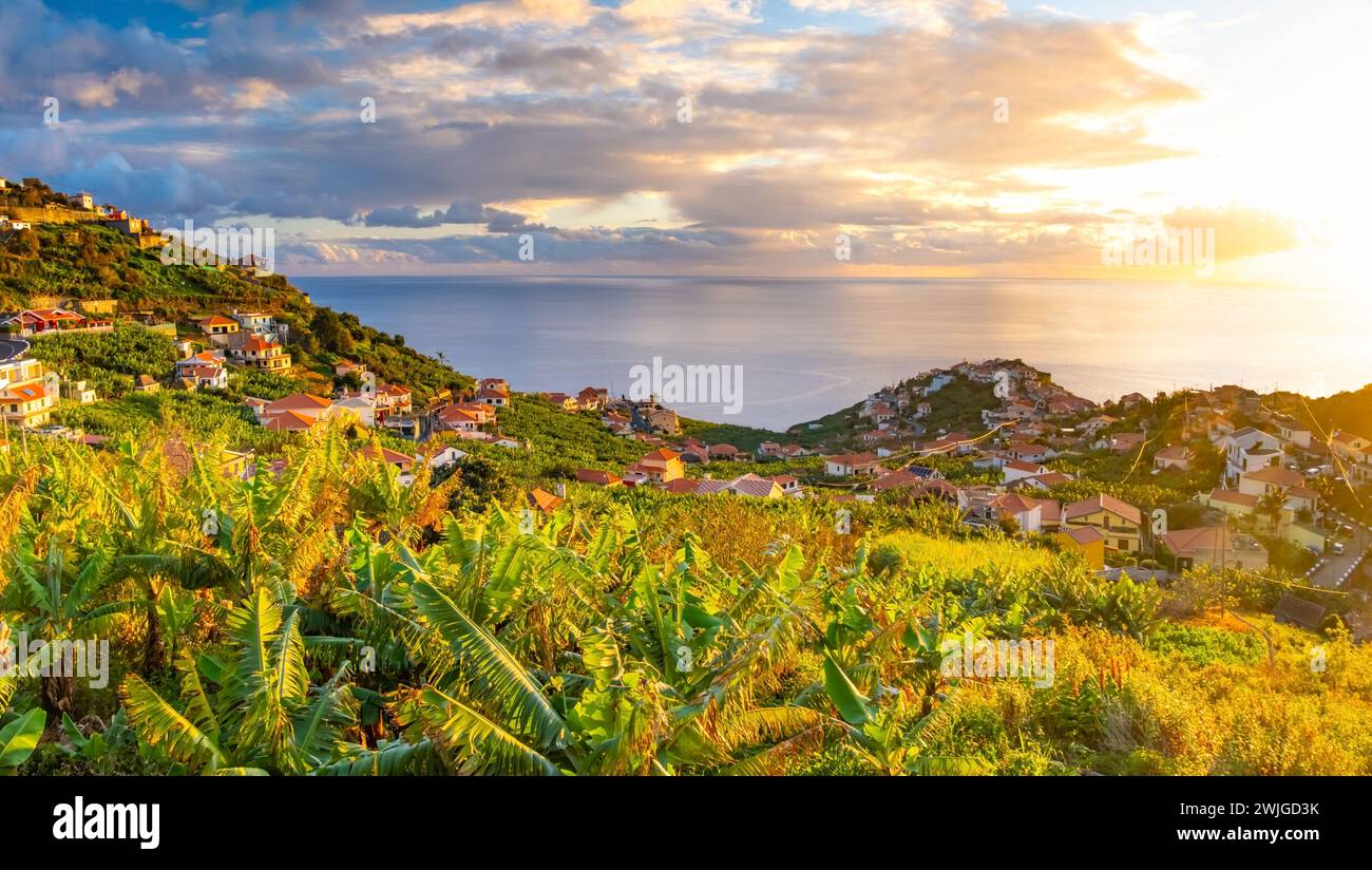 Taditional Madeiran houses in Funchal behind a banana plantation and ocean sunset Stock Photo ...