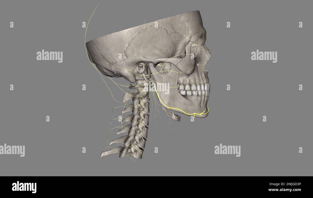 The marginal mandibular branch of the facial nerve arises from the ...