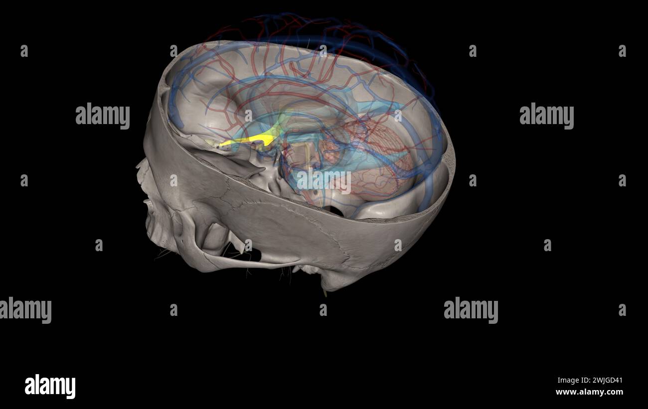 First cranial nerve hi-res stock photography and images - Alamy