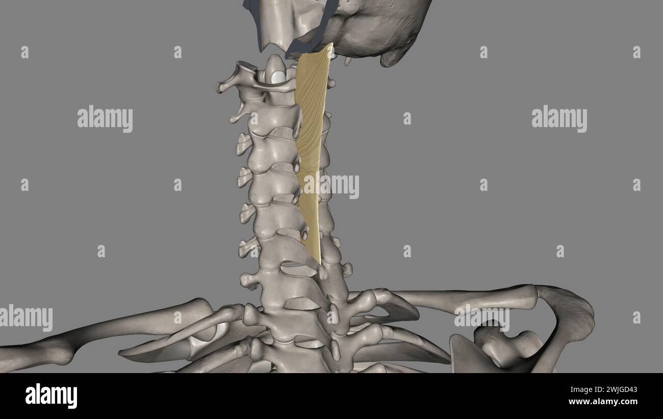 Ligamentum Nuchae Nuchal Ligament