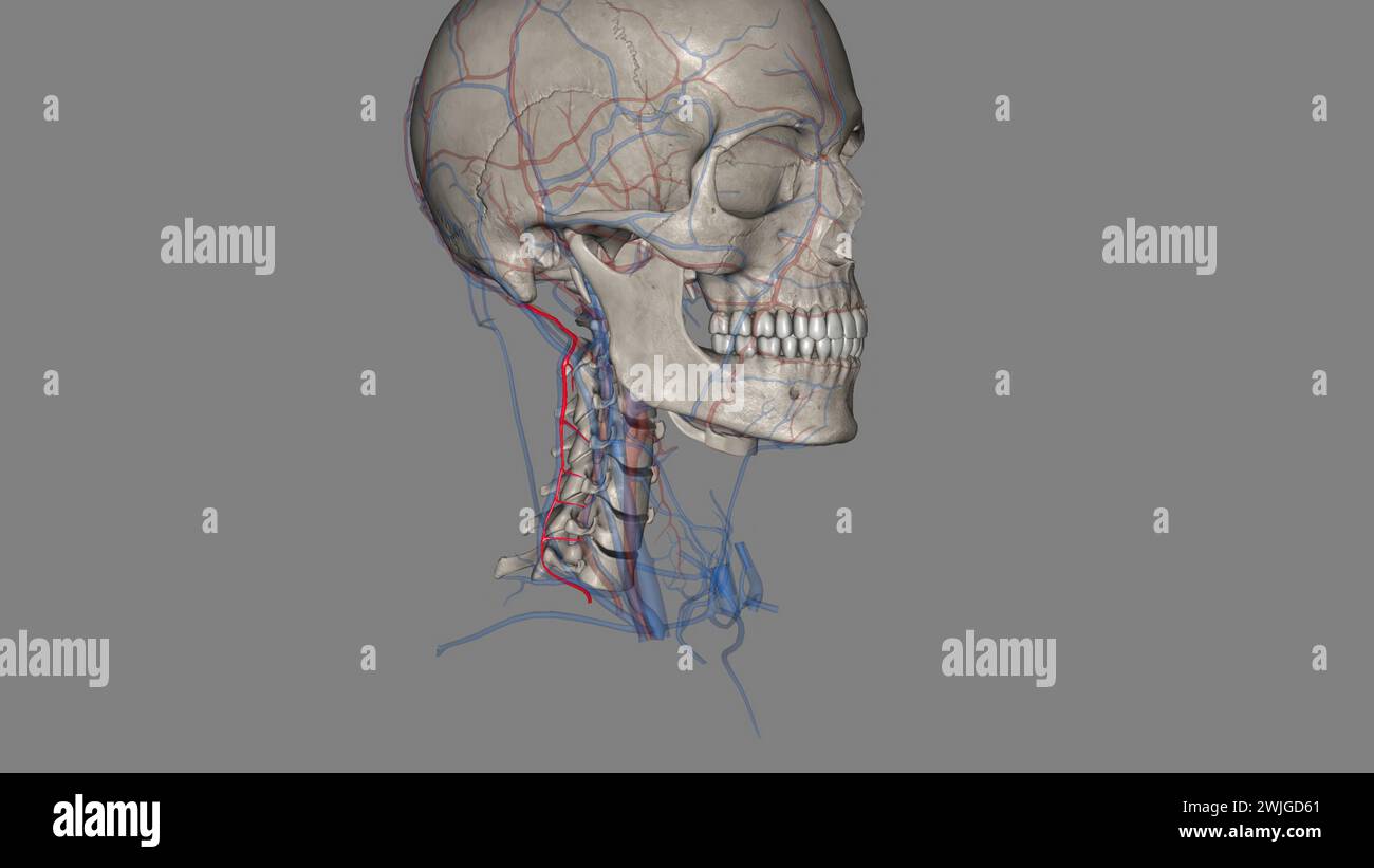 Cervicalis hi-res stock photography and images - Alamy