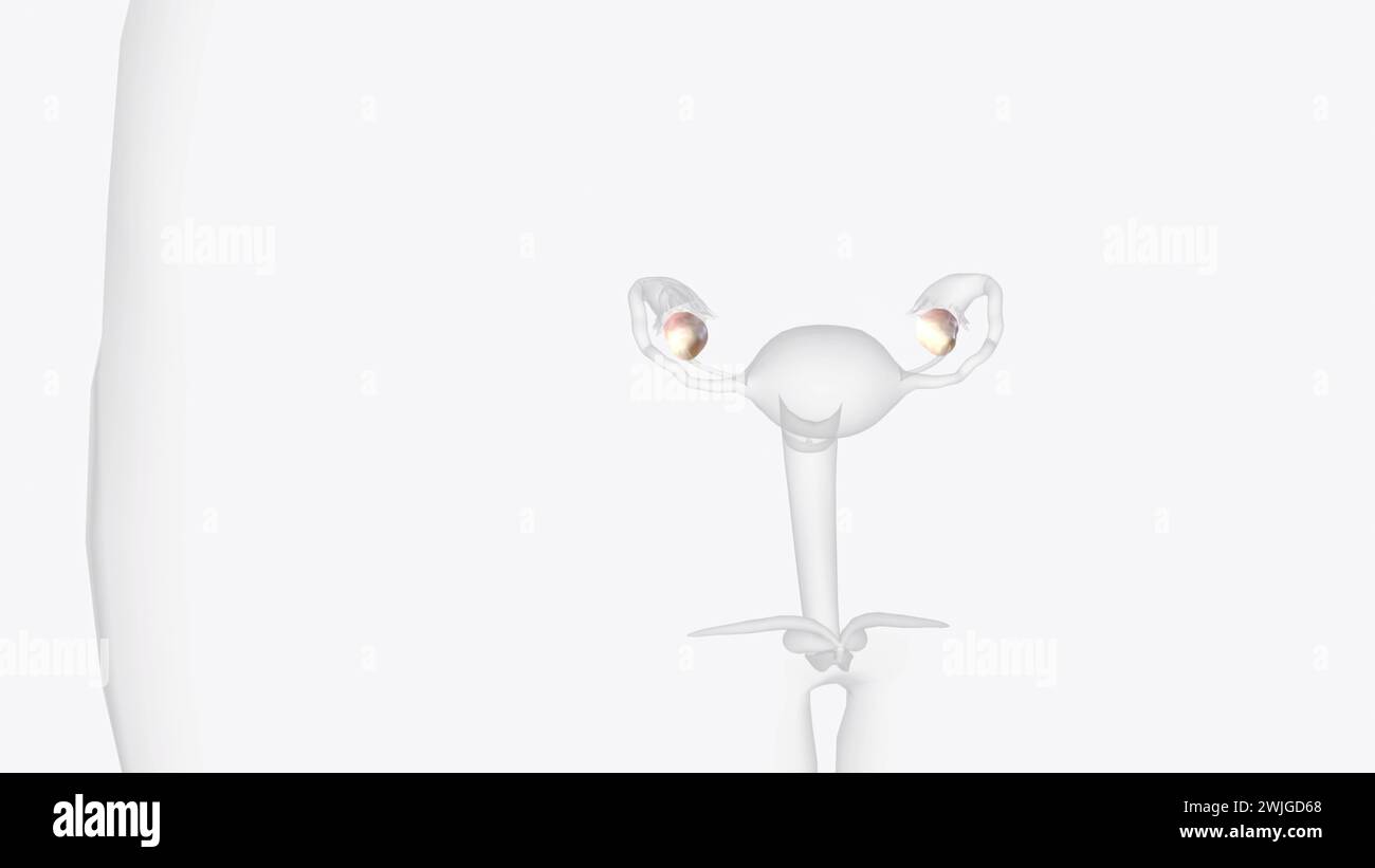 Reproductive glands Cut Out Stock Images & Pictures - Alamy