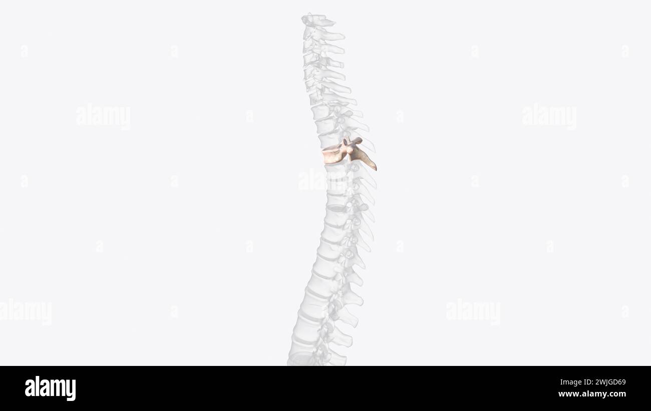 T4 vertebra hi-res stock photography and images - Alamy