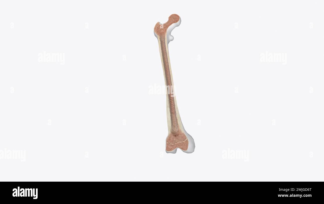 Inside of the femur bone Cut Out Stock Images & Pictures - Alamy