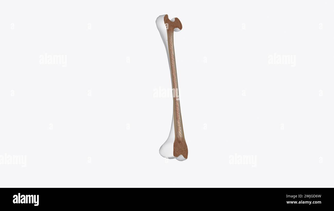 Bone and soft tissue Cut Out Stock Images & Pictures - Alamy