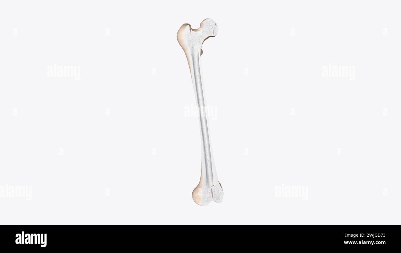 Periosteum hi-res stock photography and images - Alamy