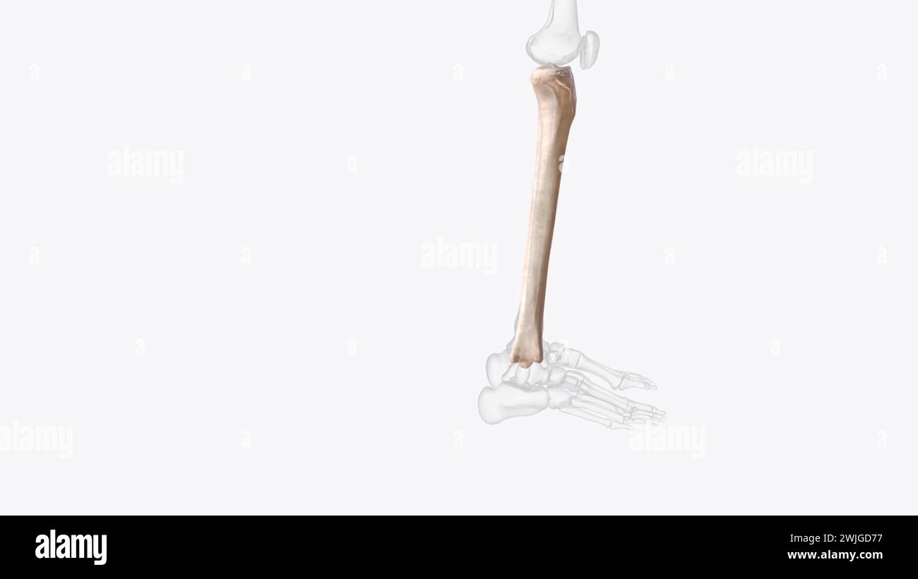 Longest muscle in the body hi-res stock photography and images - Alamy
